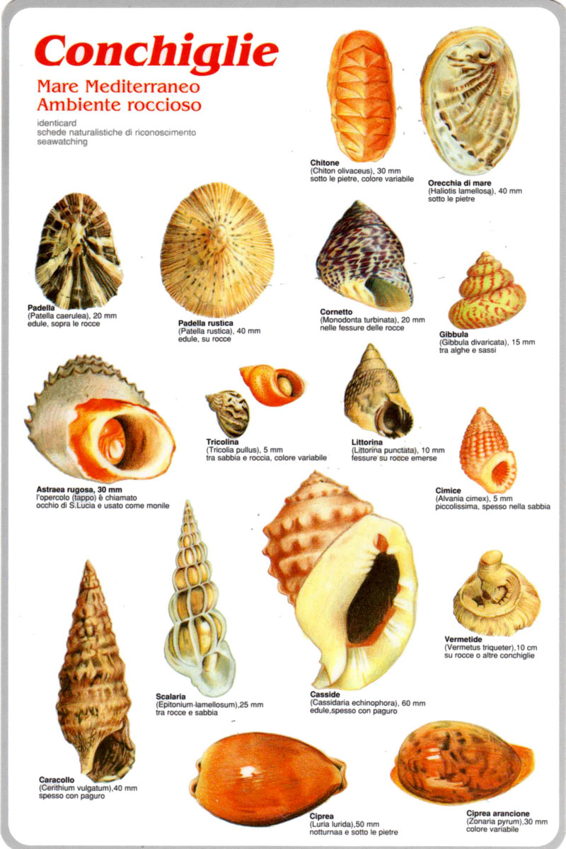 Scheda Conchiglie Mediterraneo ambiente roccioso - Ireco