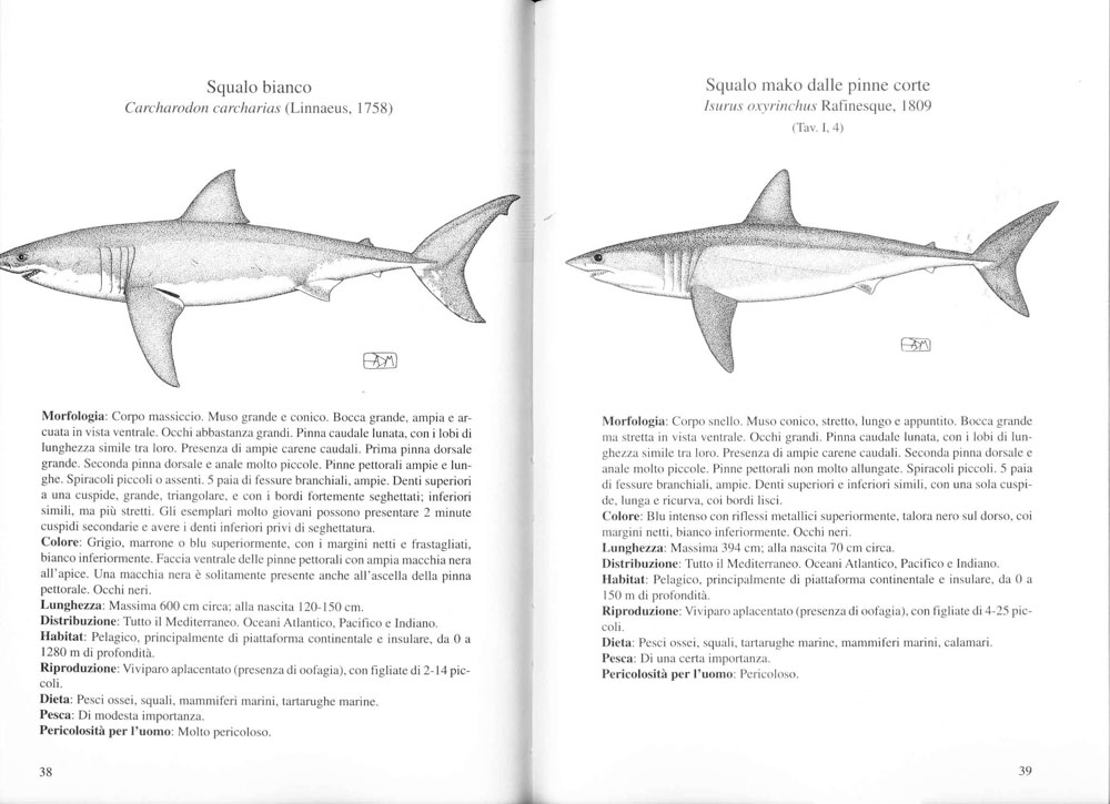 Squali delle acque italiane - Ireco